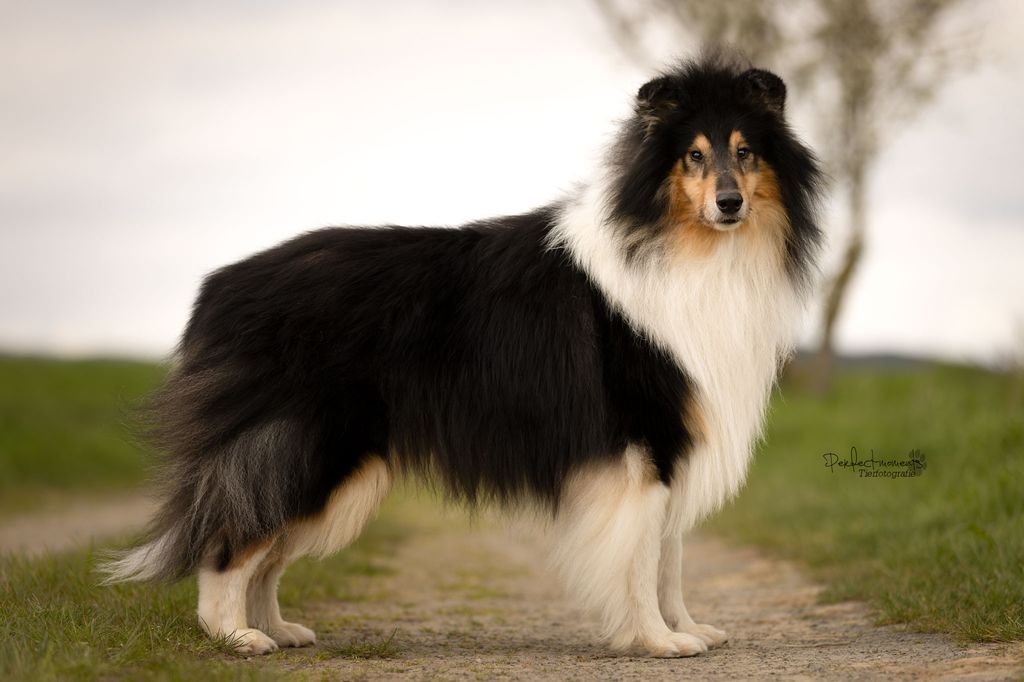 Collie - The Breed Archive