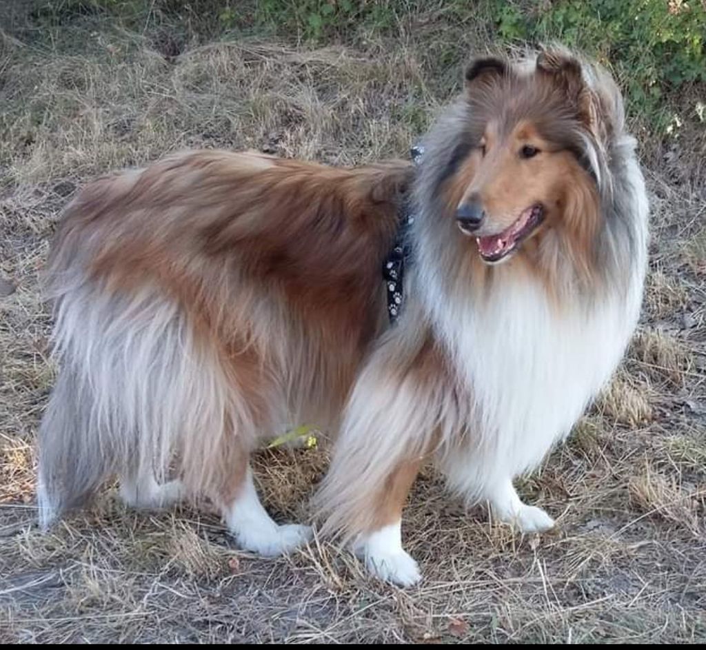 Collie - The Breed Archive