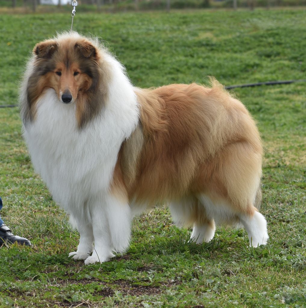 Collie - The Breed Archive