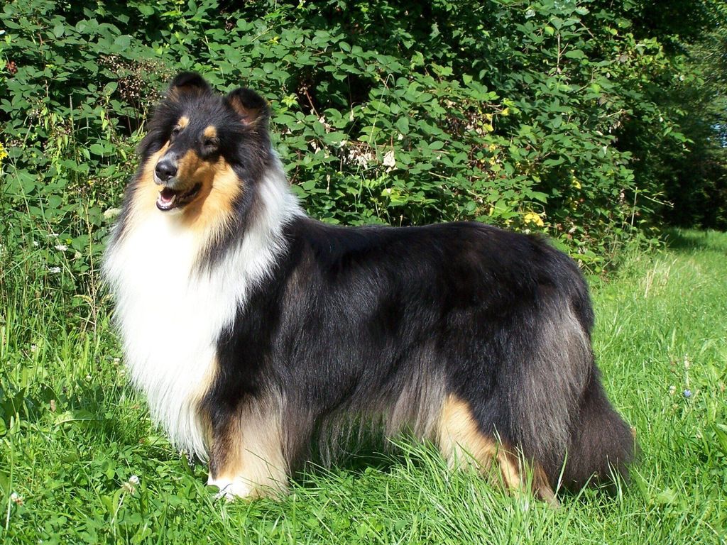 Collie - The Breed Archive