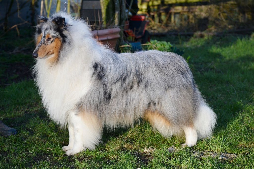Collie - The Breed Archive