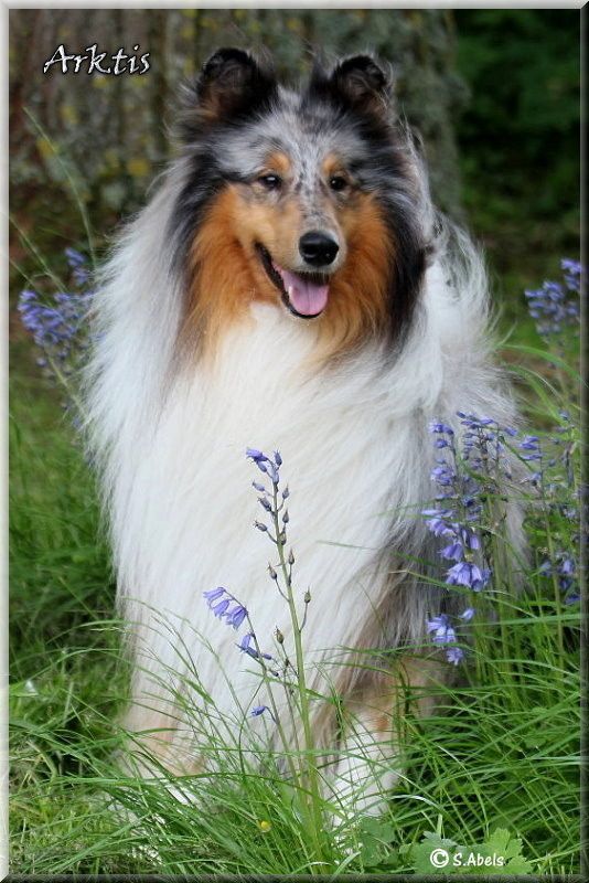 Collie - The Breed Archive