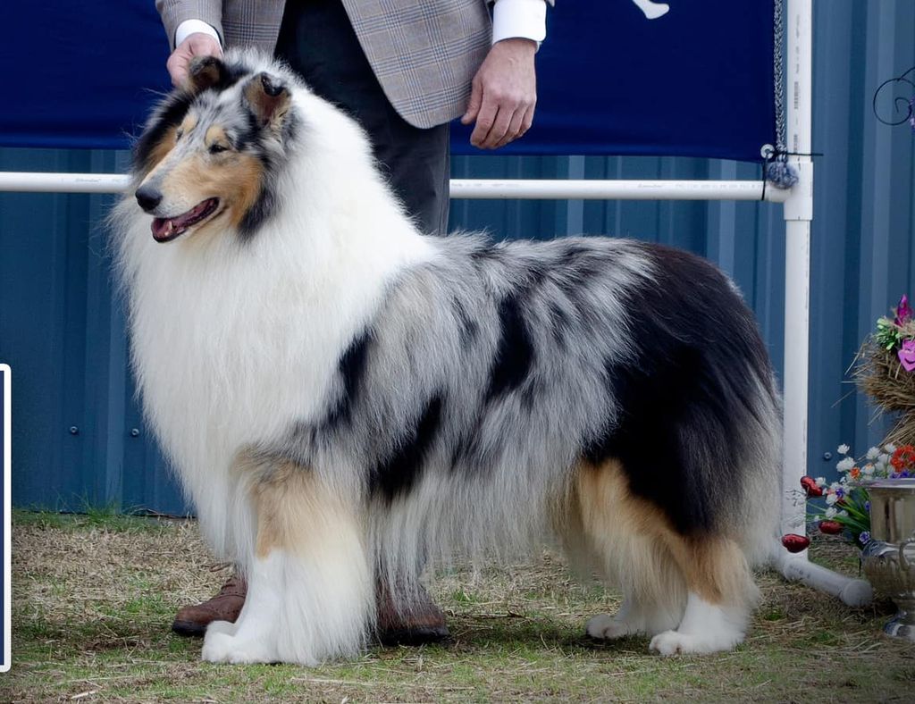 Collie - The Breed Archive