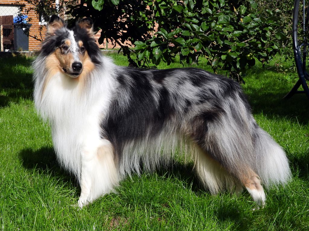 Collie - The Breed Archive