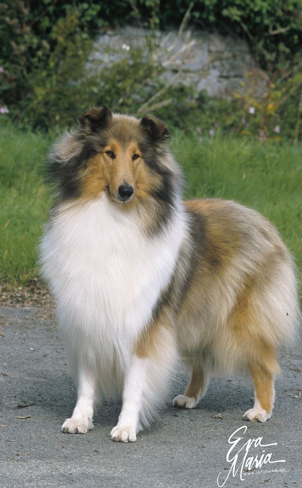 Collie - The Breed Archive