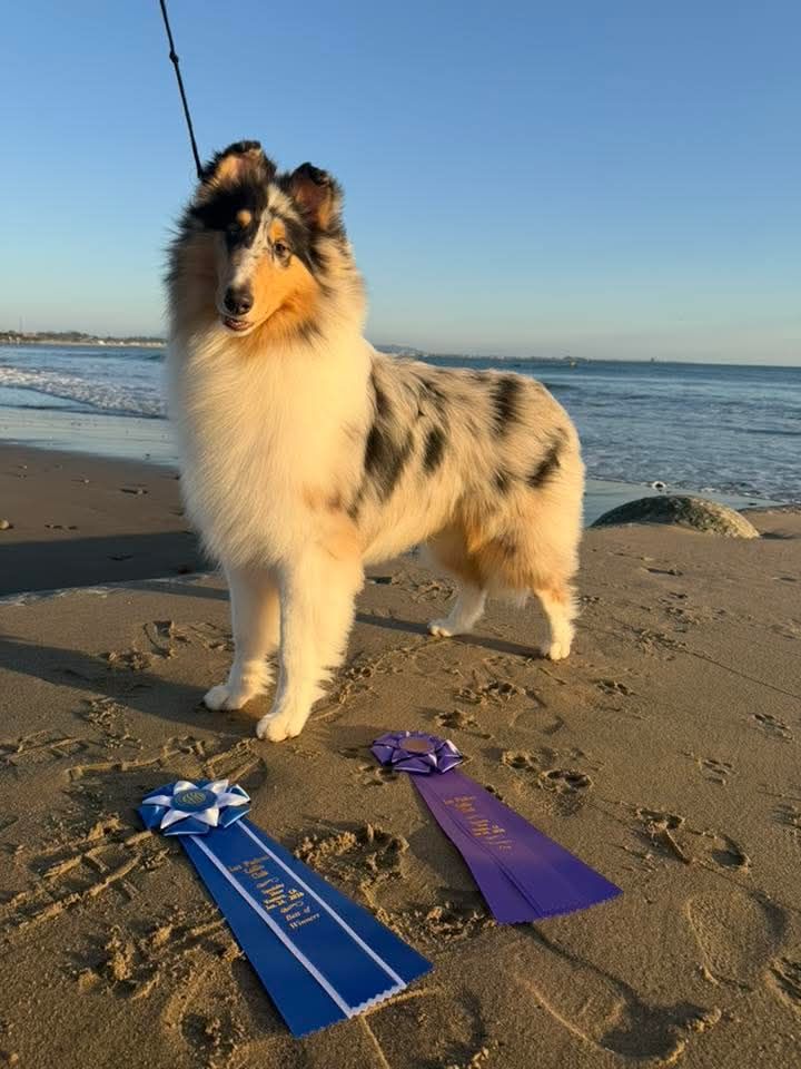 Collie - The Breed Archive