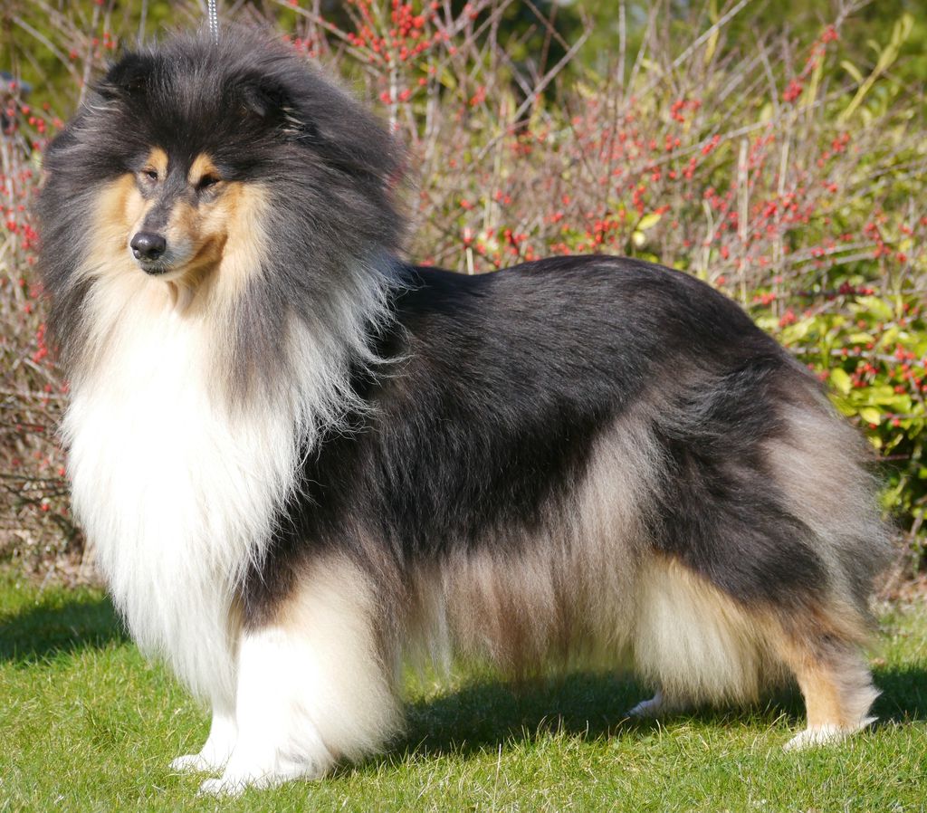 Collie - The Breed Archive