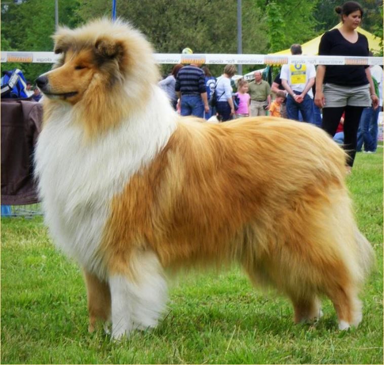 Collie - The Breed Archive