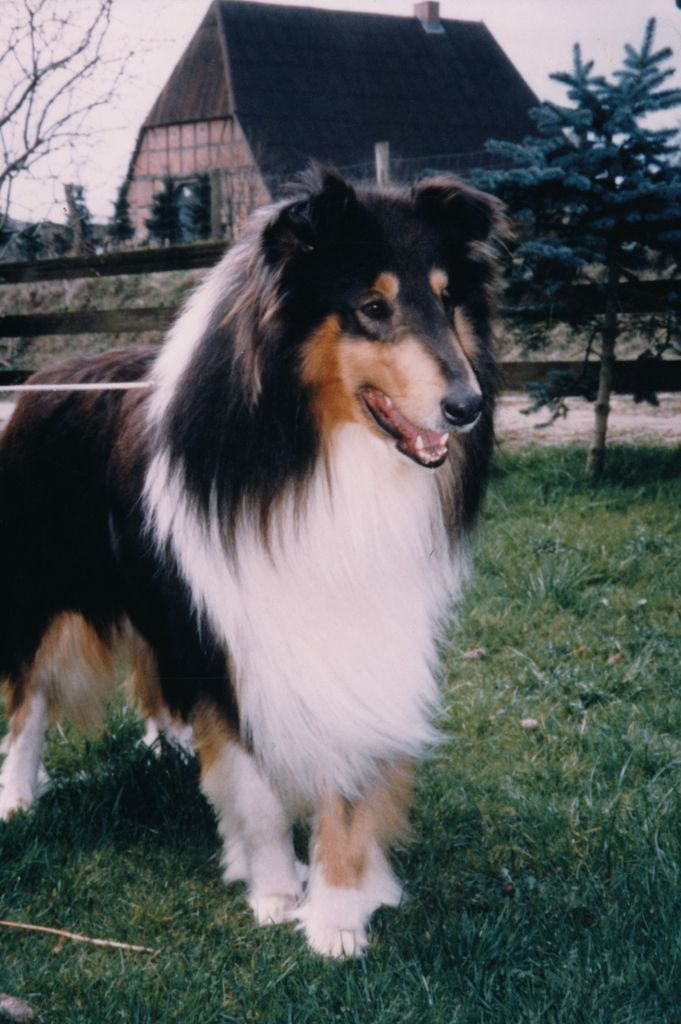 Collie - The Breed Archive