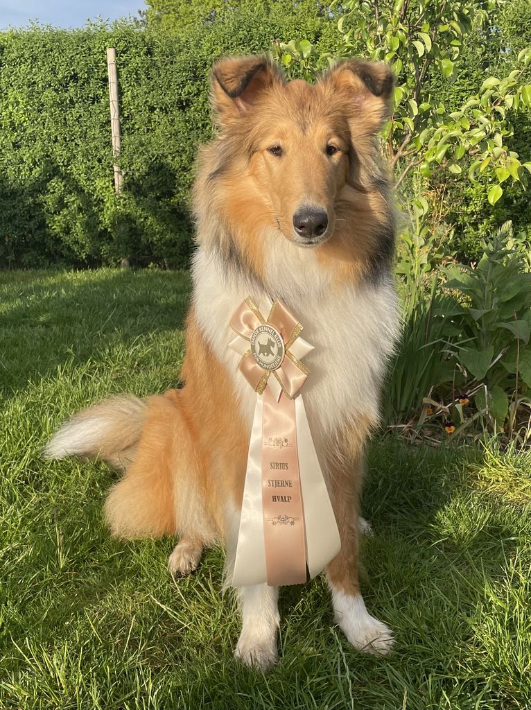 Collie - The Breed Archive